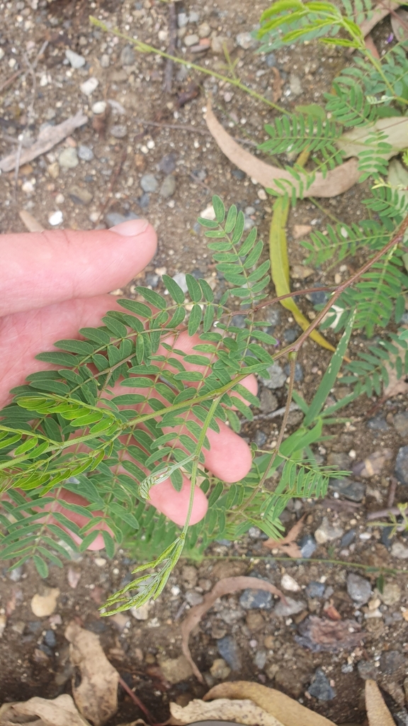 Mimoseae in March 2024 by monkler_plaz · iNaturalist
