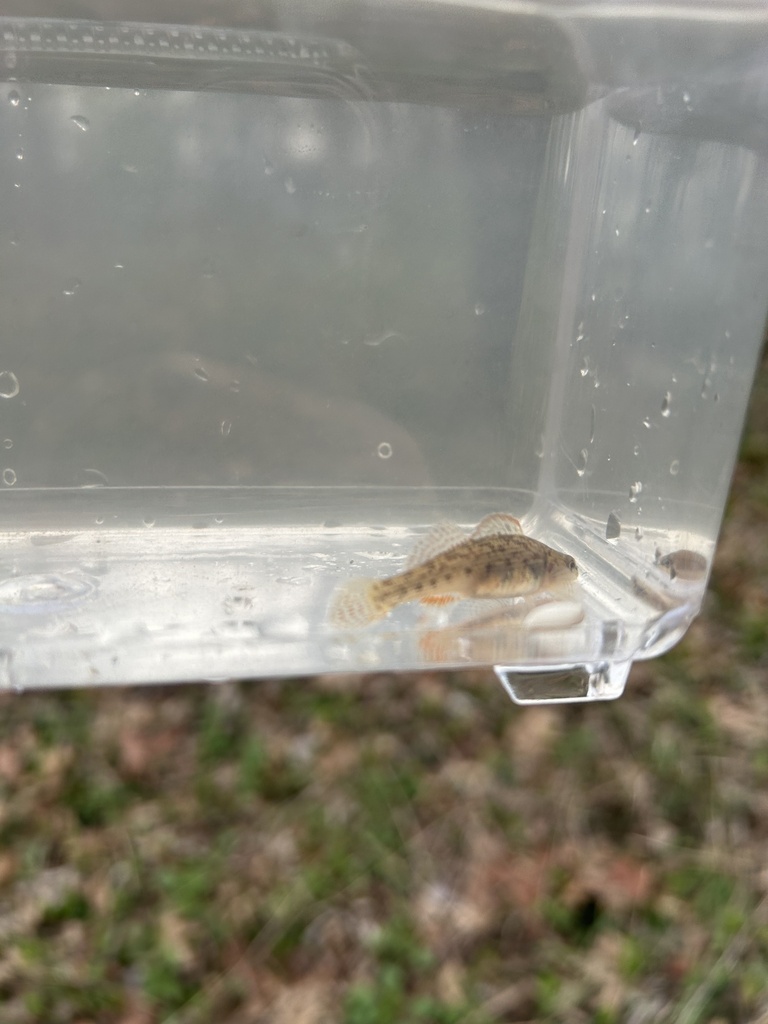 Stone Darter from Warner Park Nature Center, Nashville, TN, US on March ...