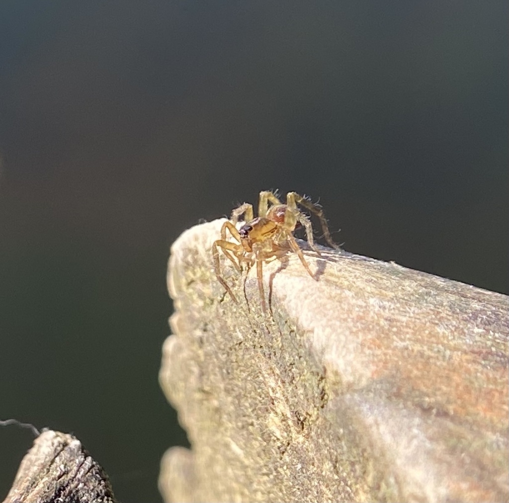 Pirate Otter Spider from Olympia, WA, US on March 15, 2024 at 03:09 PM ...