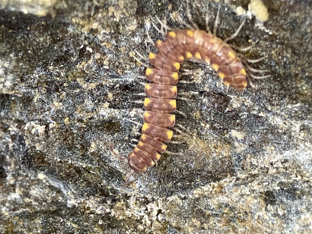 Kepolydesmus anderisus from Columbia River Gorge National Scenic Area ...