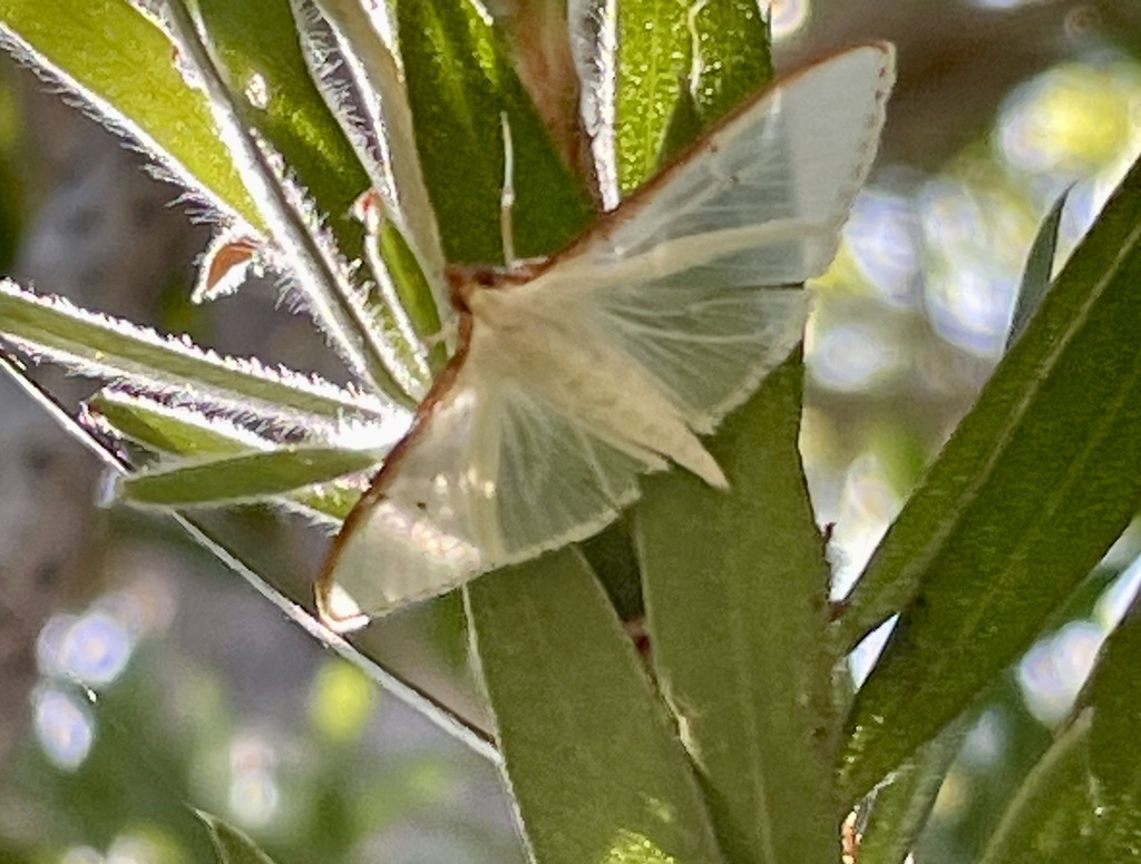 Jasmine Moth from Boundary Tk E, Frankston South, VIC, AU on March 16 ...