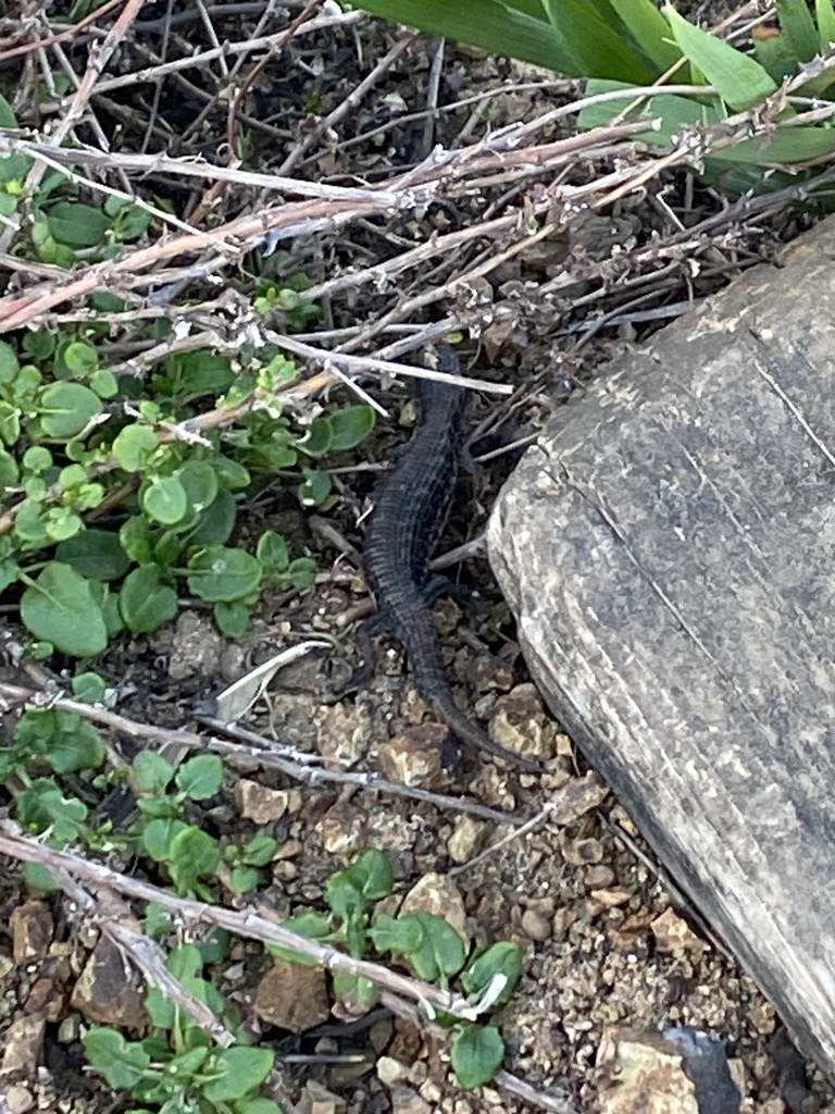Western Alligator Lizards from Monterey County, US-CA, US on March 15 ...