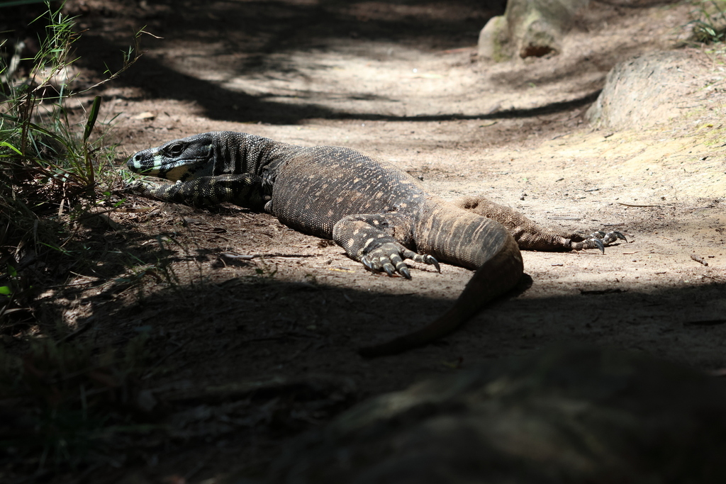 Lace Monitor from Sydney NSW, Australia on February 13, 2024 at 11:59 ...