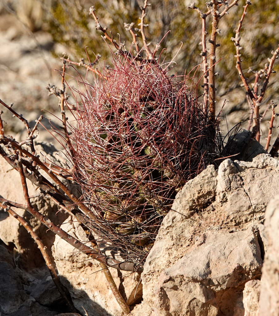 Turk's Head from Brewster County, TX, USA on March 3, 2024 at 05:50 PM ...
