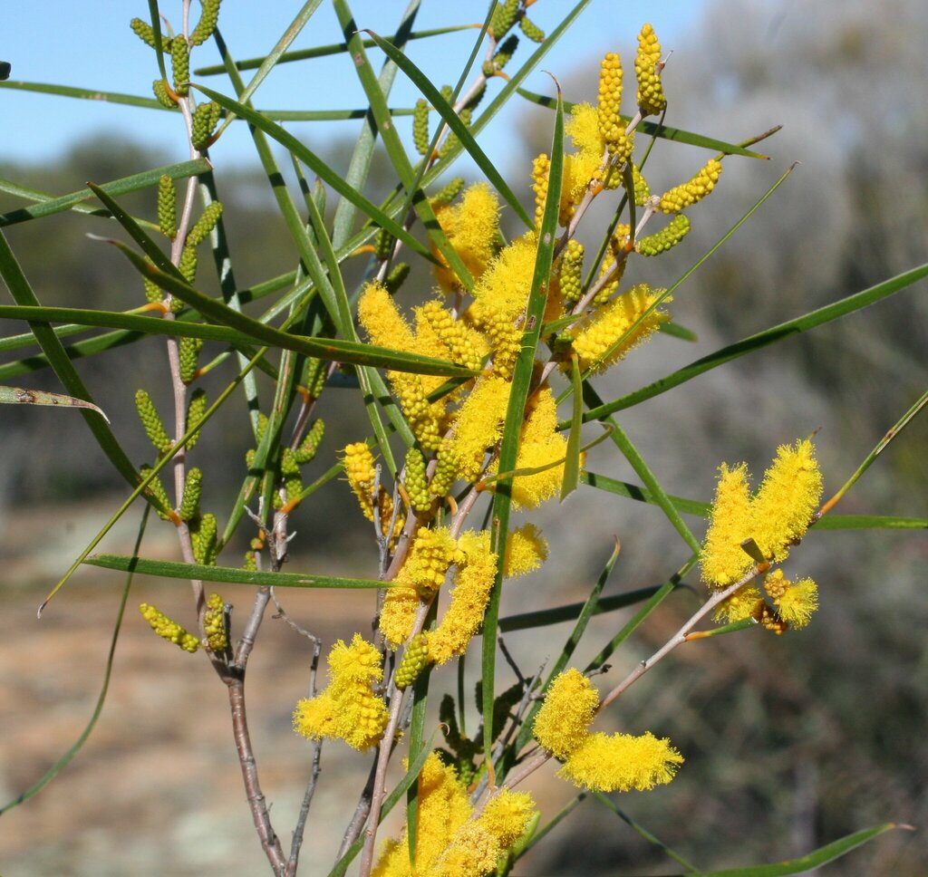 Raspberry Jam Tree from Norseman WA 6443, Australia on June 27, 2006 by ...