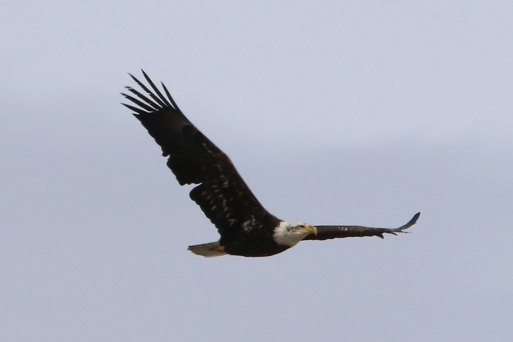 Bald Eagle from Suffolk County, NY, USA on March 14, 2024 at 01:59 PM ...