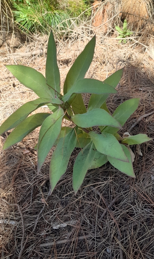 devil's tobacco from 4090340 Concepción, Bío Bío, Chile on March 15 ...