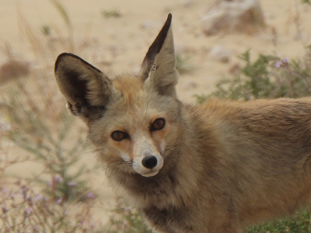 Arabian Red Fox from Gharb Al Dhahran, Dhahran Saudi Arabia on March 4 ...