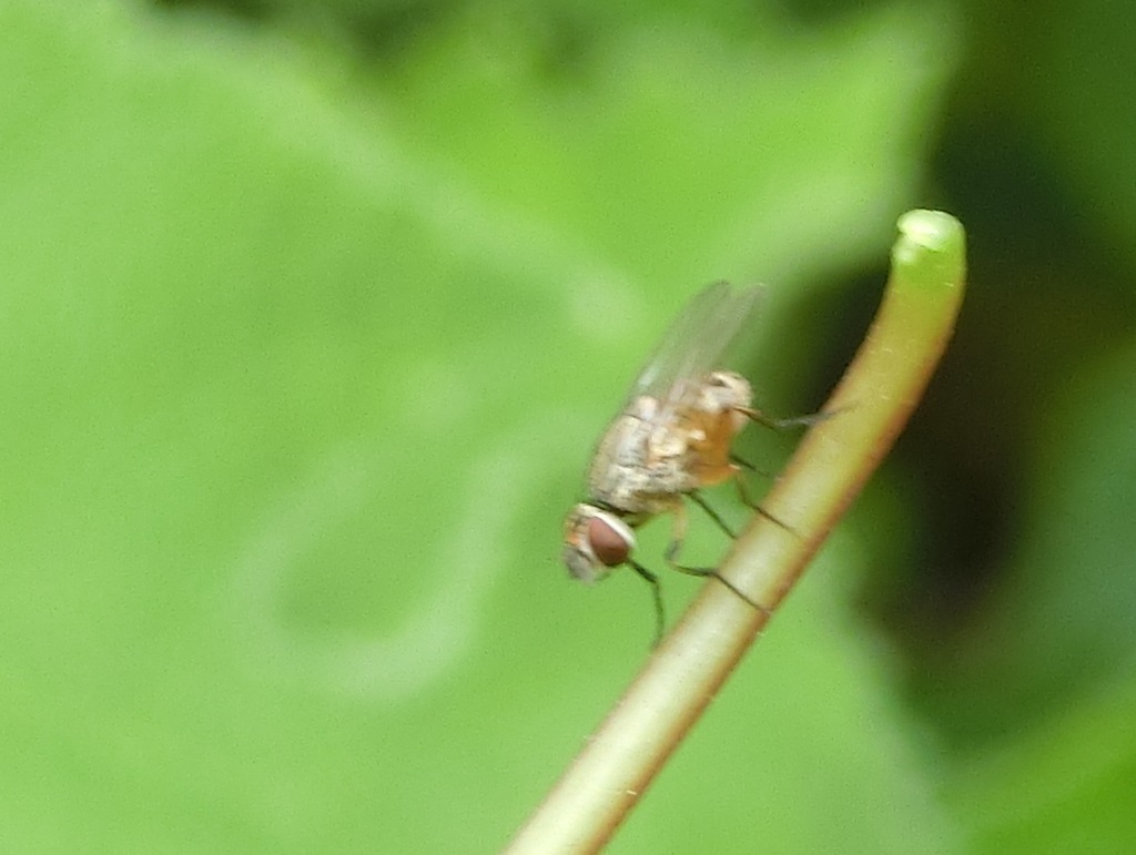 Shoot Flies from 510台灣彰化縣員林市 on March 16, 2024 at 09:59 AM by r88621108 ...