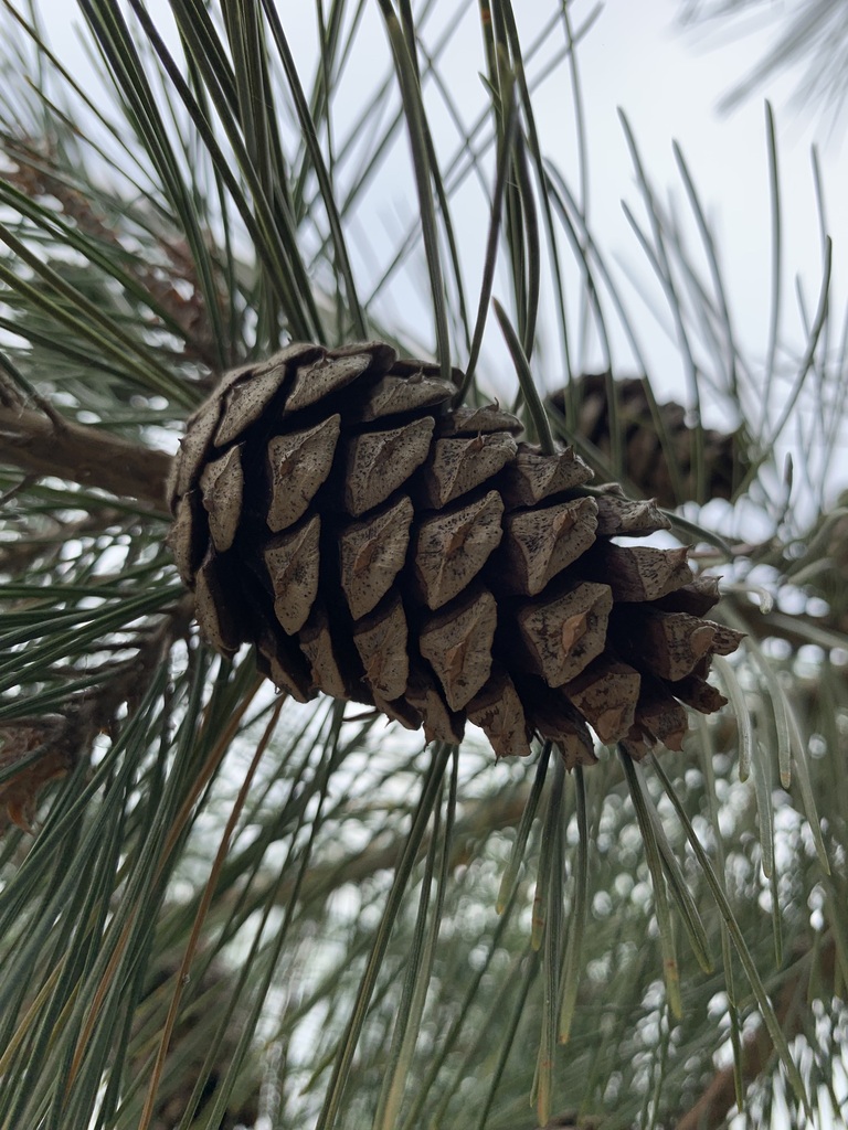 red pine from McMinnville, OR 97128, USA on September 24, 2019 at 10:53 ...