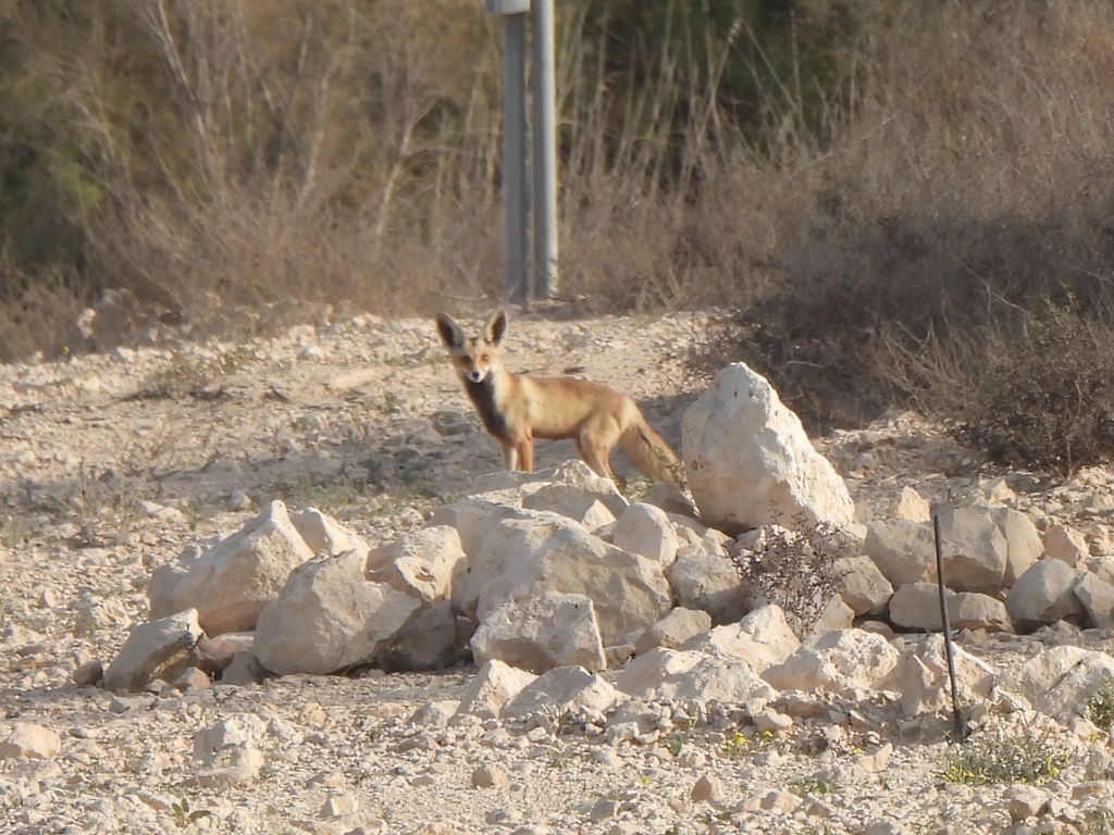 Arabian Red Fox from Dhahran Saudi Arabia on March 4, 2024 at 03:59 PM ...