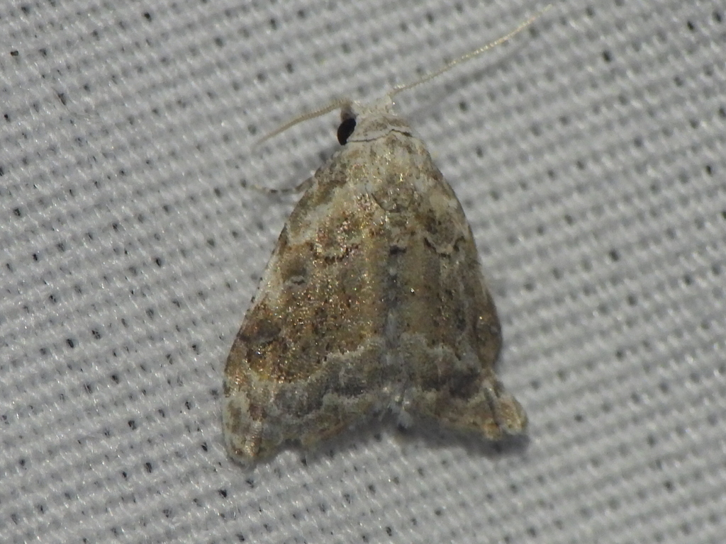 Tufted Moths from Dhahran Saudi Arabia on March 4, 2024 at 08:41 PM by ...