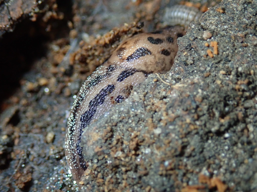 Leopard Slug from 6th Avenue &, Central Park S, New York, NY 10019, USA ...