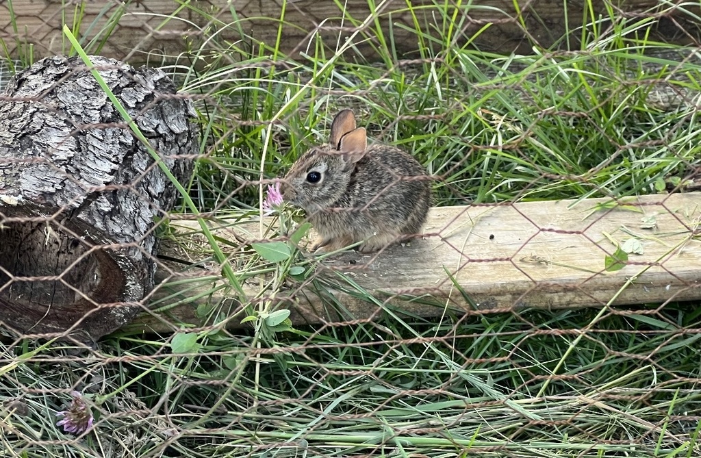 Eastern Cottontail from Silverbell Dr, Morgantown, WV, US on March 5 ...