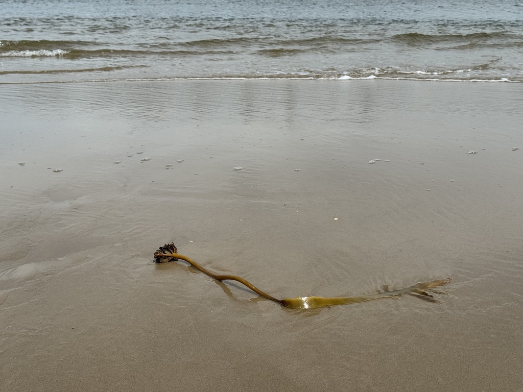 Common Kelp from North Creek Missingham Bridge, East Ballina, NSW, AU ...