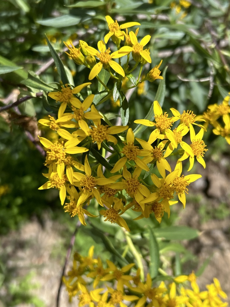 Willow Ragwort from Santa Cruz County, US-AZ, US on March 14, 2024 at 02:21 PM by dantheman135 ...