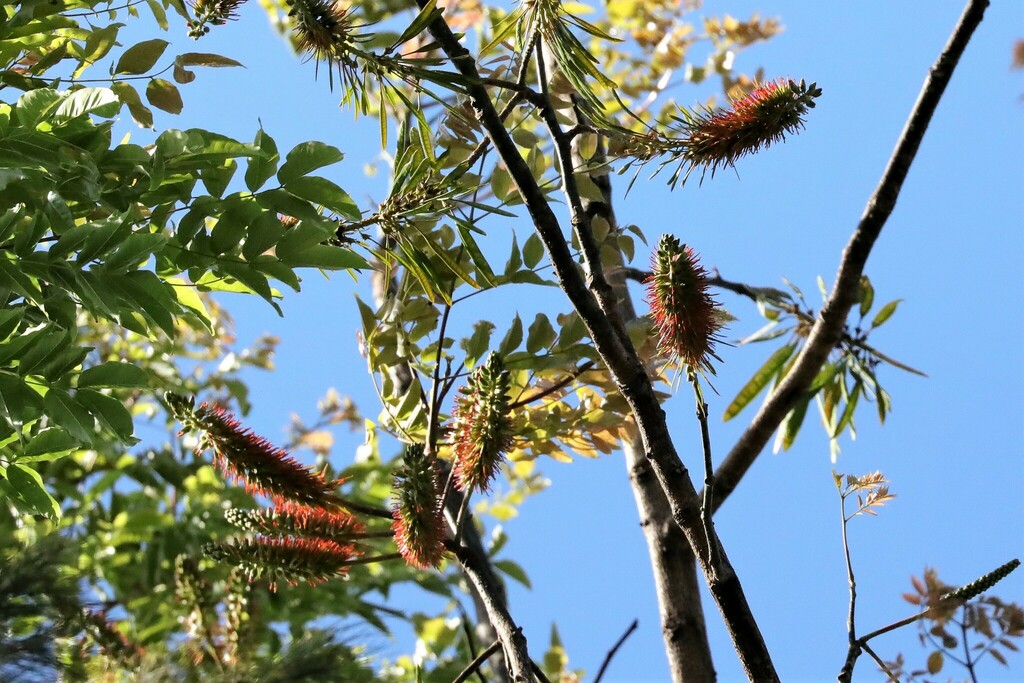 Pink Cedar from Netherdale QLD 4756, Australia on September 29, 2023 at ...