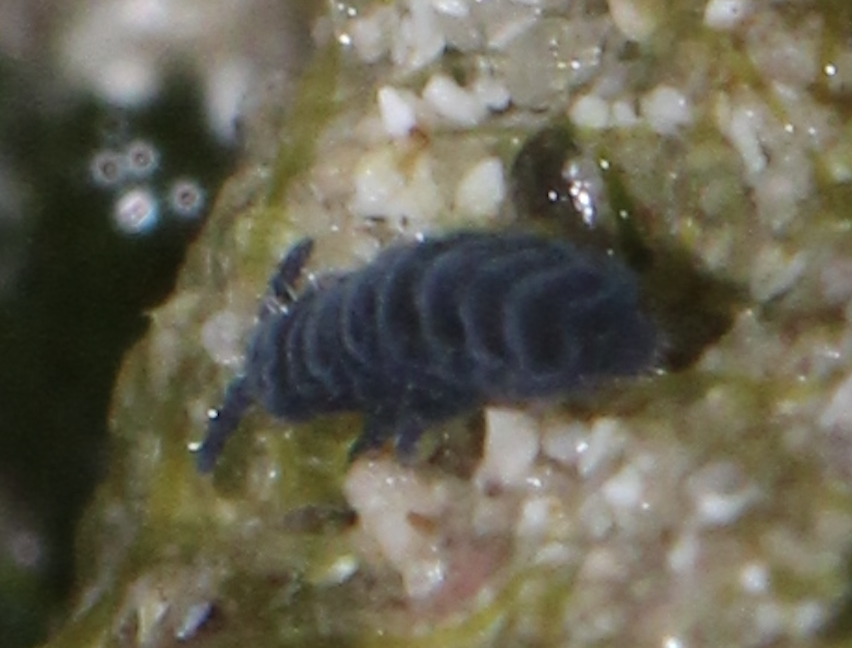 Seashore Springtail from Miami-Dade County, FL, USA on March 15, 2024 ...