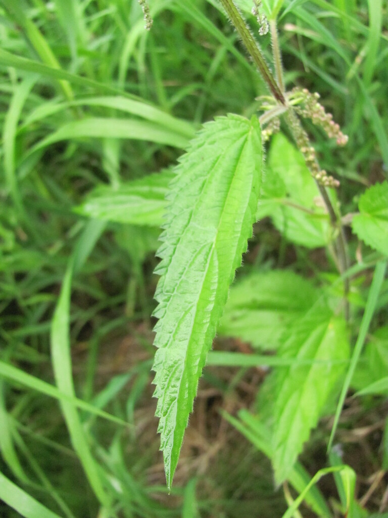 Fen Nettle from Кабанский р-н, Респ. Бурятия, Россия on July 9, 2022 at ...