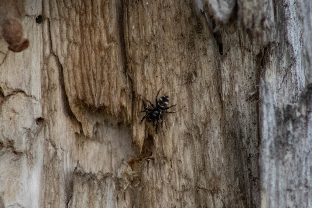 Zebra Jumping Spider from Moffat County, CO, USA on July 4, 2023 at 11: ...