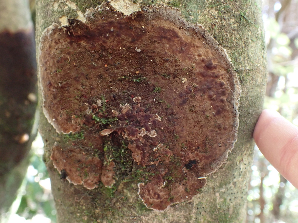 Septobasidium from Eastbourne, Lower Hutt 5013, New Zealand on March 16 ...