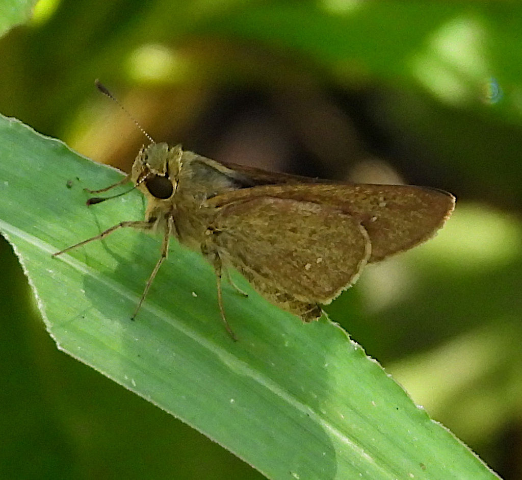 Oriental Straight Swift from 4th Lagoon Deagon Wetlands, Sandgate QLD ...