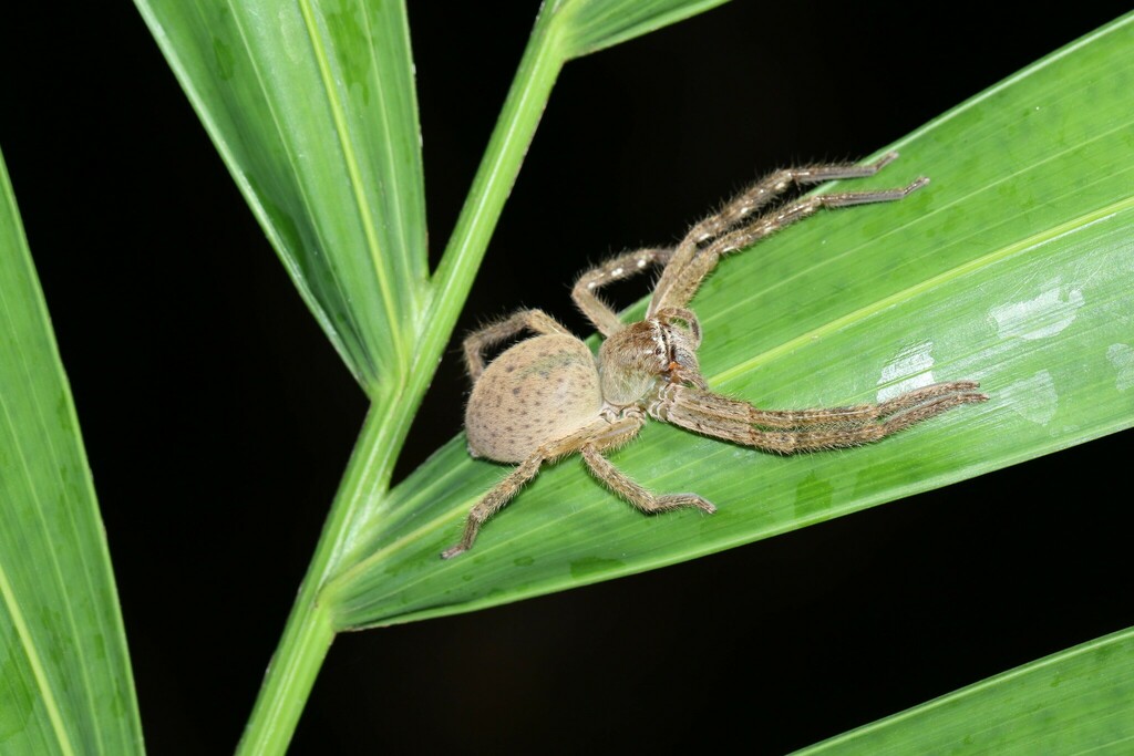 Badge Huntsman Spiders from Wonga QLD 4873, Australia on September 26 ...
