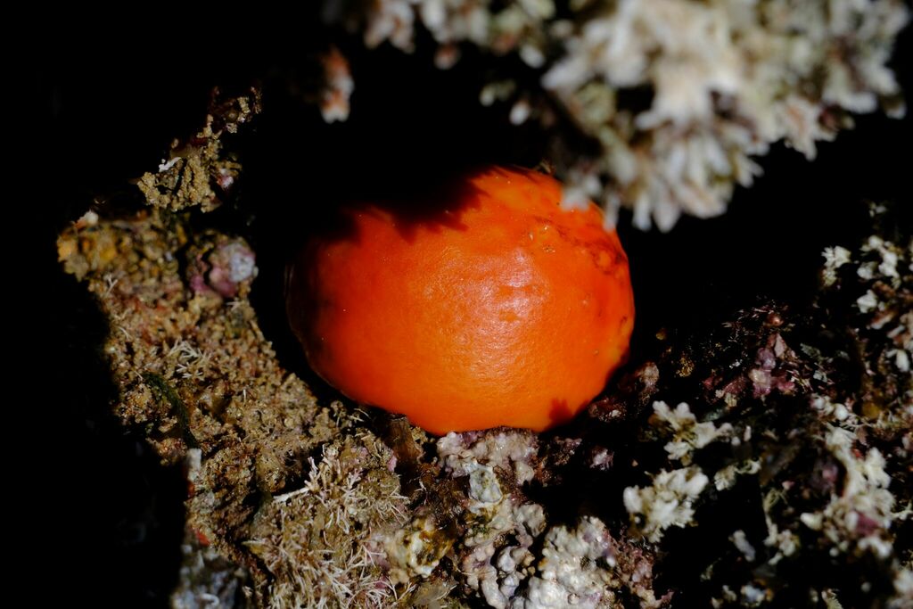 Puffball Sponges from ERMS on March 16, 2024 at 10:09 AM by Peter ...
