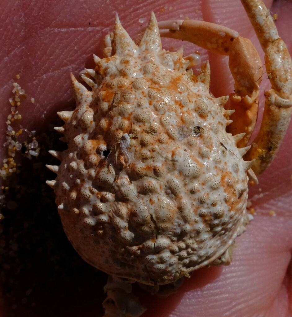 Spider Crabs and Decorator Crabs from ERMS on March 16, 2024 at 11:40 ...