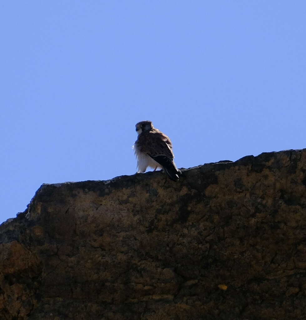 Nankeen Kestrel from ERMS on March 16, 2024 at 11:40 AM by Peter ...