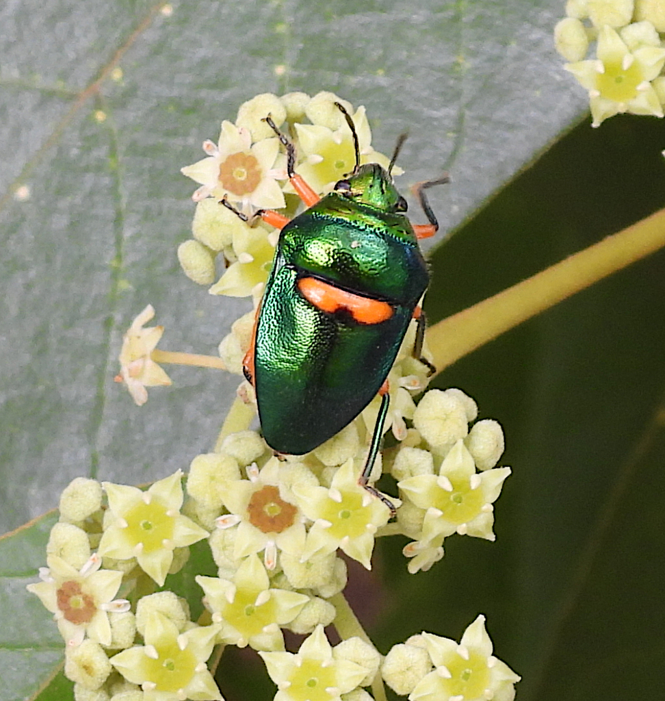 Green Jewel Bug from Dowse Lagoon, Sandgate QLD 4017, Australia on ...