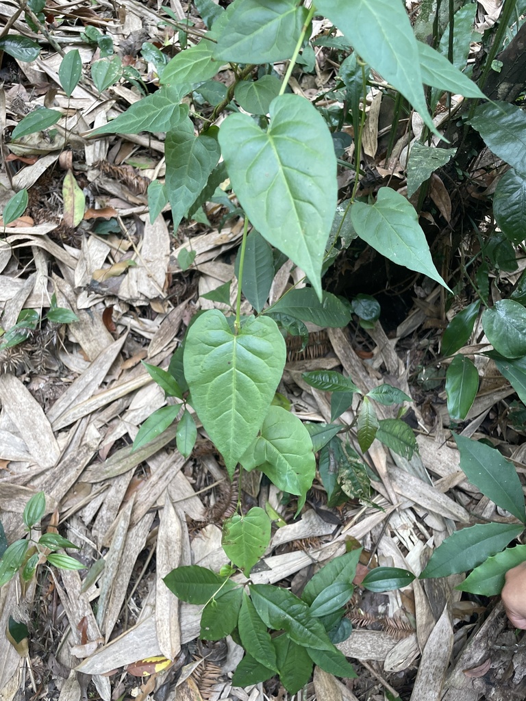 tuber fleeceflower from 臺灣島, 阿里山鄉, CYQ, TW on March 16, 2024 at 12:33 ...