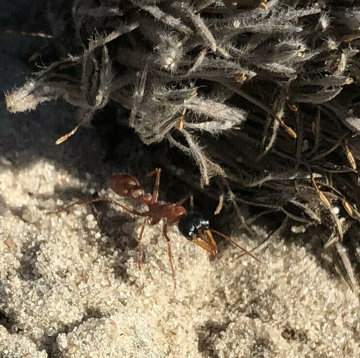 Myrmecia callima from Ngarkat SA 5301, Australia on March 16, 2024 at ...