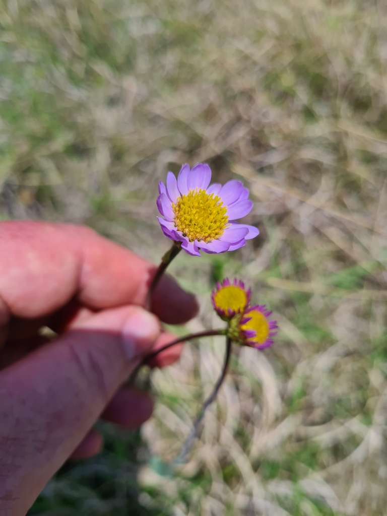 Afroaster serrulatus from Mogale City, South Africa on November 16 ...