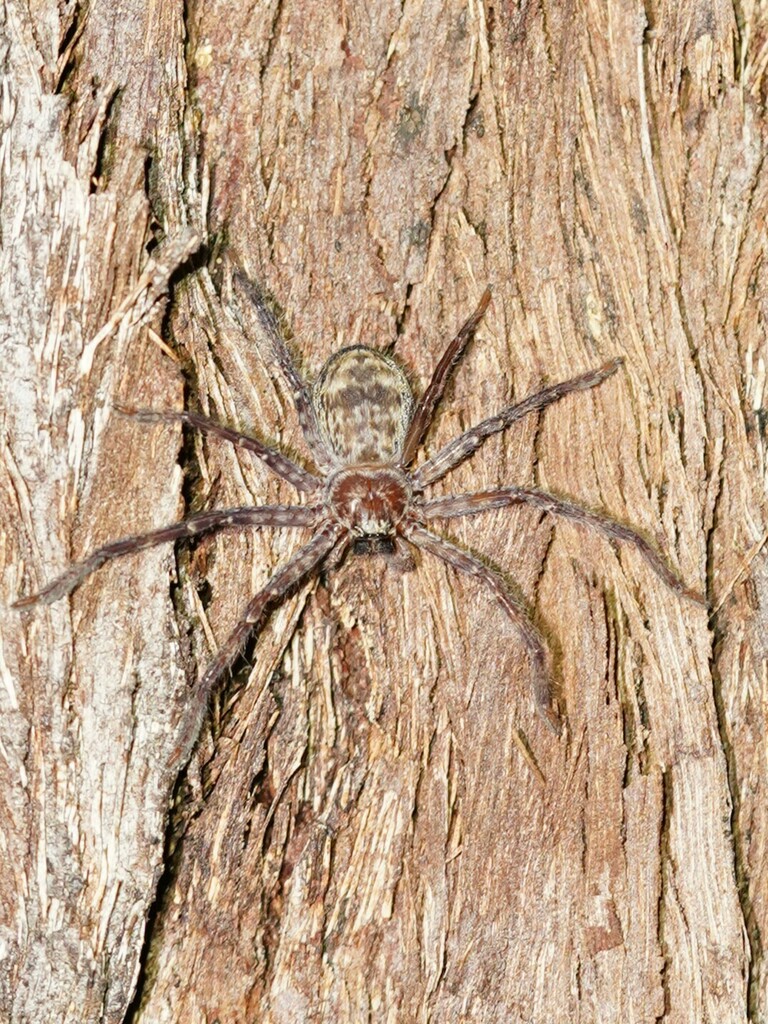 Banded Huntsman Spiders in March 2024 by Francesco Martoni · iNaturalist