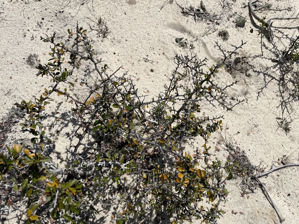 Tough Bully from Sebring, FL, US on March 15, 2024 at 02:06 PM by ...