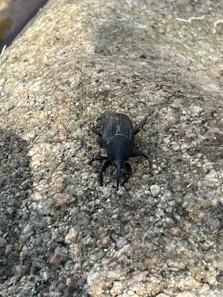 Rhynchophorini from Sendero Jaguar, Cabo Corrientes, Jal., MX on March ...