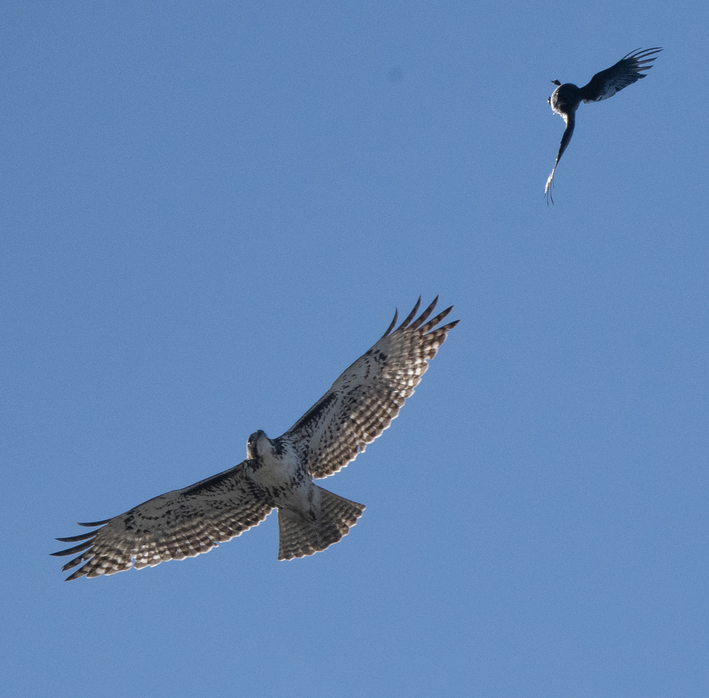 Red-tailed Hawk from Santa Fe, Oakland, CA, USA on March 15, 2024 at 05 ...