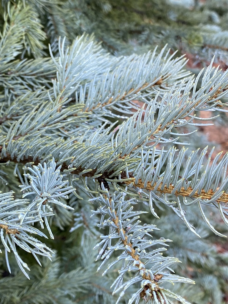 blue spruce from Coconino National Forest, Sedona, AZ, US on March 15 ...