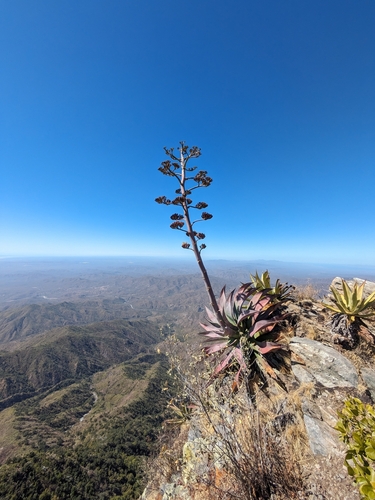 Variety Agave aurea promontorii · iNaturalist United Kingdom