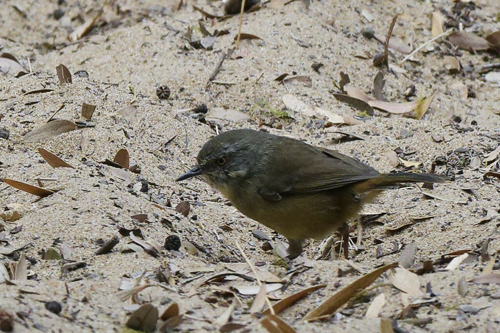 White-browed Scrubwren from Cape Woolamai VIC 3925, Australia on March ...