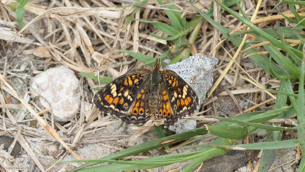 Phaon Crescent from Aransas County, US-TX, US on March 15, 2024 at 03: ...