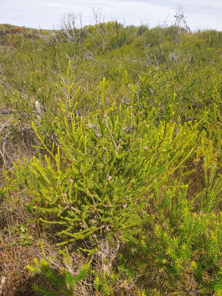 swamp honey-myrtle from Kurnell NSW 2231, Australia on March 16, 2024 ...