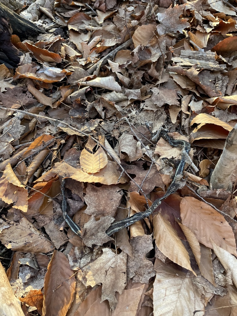 Eastern Garter Snake from Mark S. Burnham Provincial Park, Otonabee ...