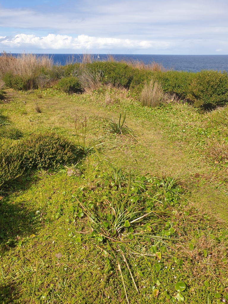 Cycnogeton from Kurnell NSW 2231, Australia on March 16, 2024 at 03:05 ...