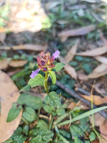 Observations by sebro · iNaturalist