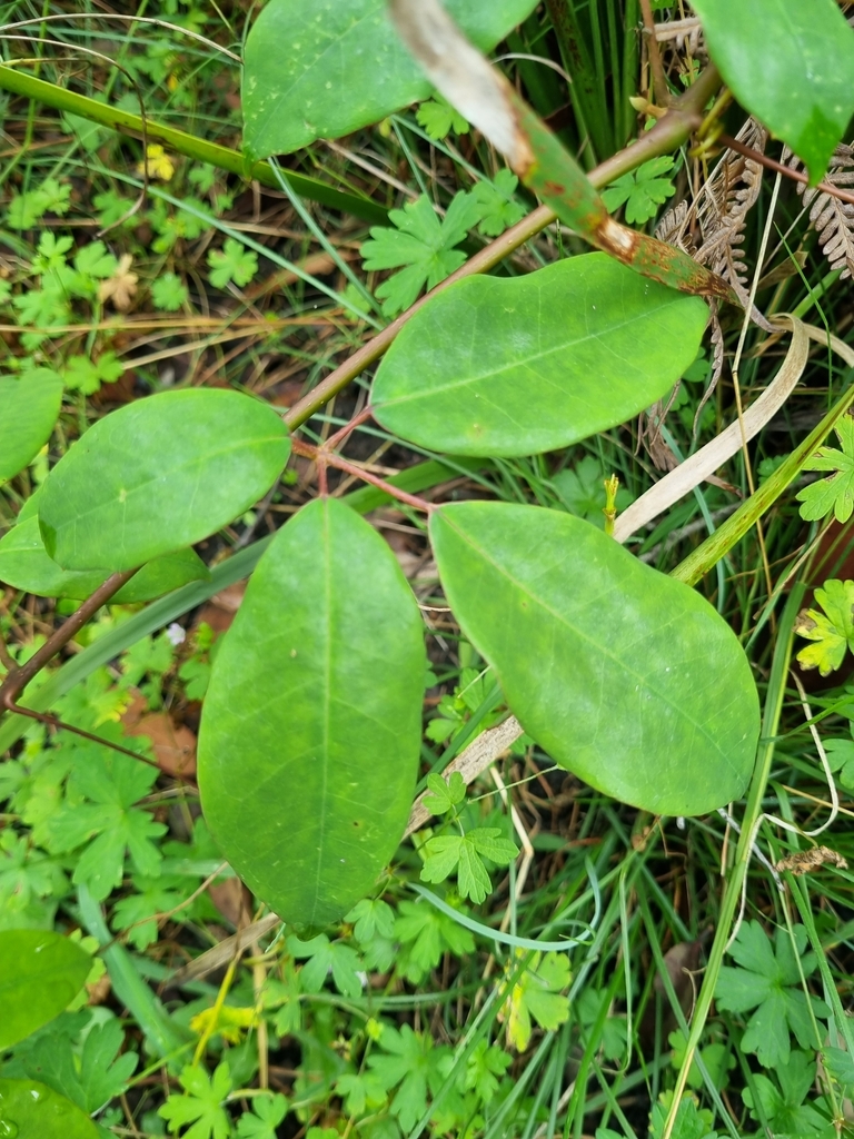 Five-Leaved Water Vine from Bullaburra NSW 2784, Australia on March 16 ...