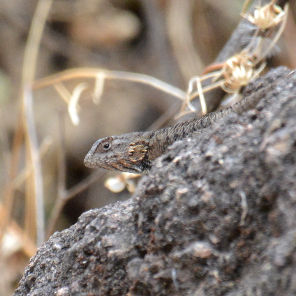 Eastern Spiny Lizard from Guanajuato, Gto., México on April 25, 2019 at ...