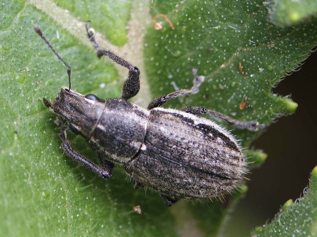 White-fringed weevil in March 2024 by morpus. AI 'pretty sure this is ...