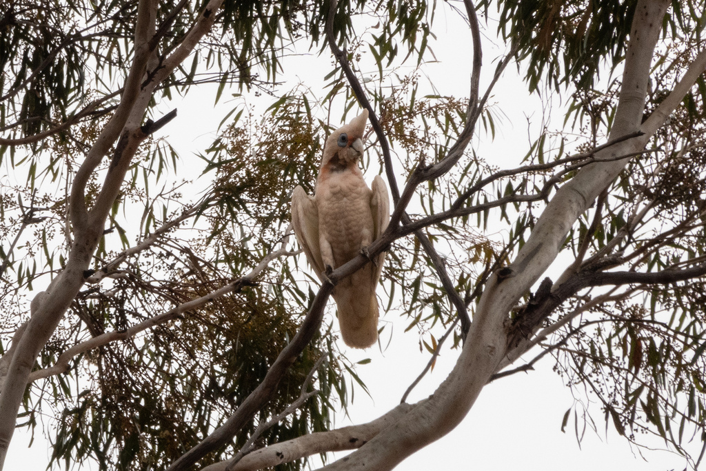 Western Corella from Quairading WA 6383, Australia on October 21, 2023 ...